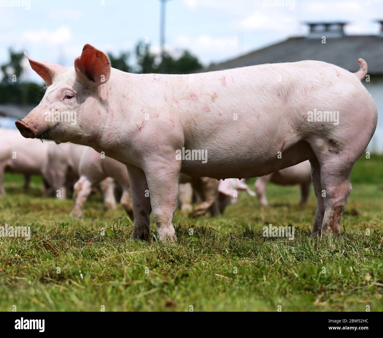 Pig farming raising and breeding of domestic pigs Stock Photo - Alamy