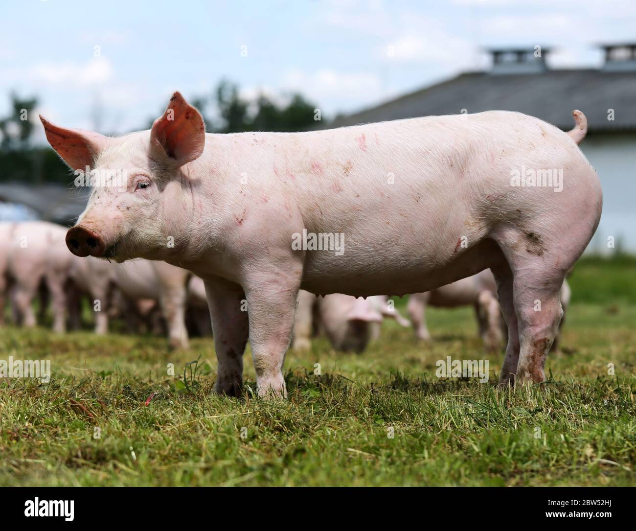 Pig farming raising and breeding of domestic pigs Stock Photo - Alamy