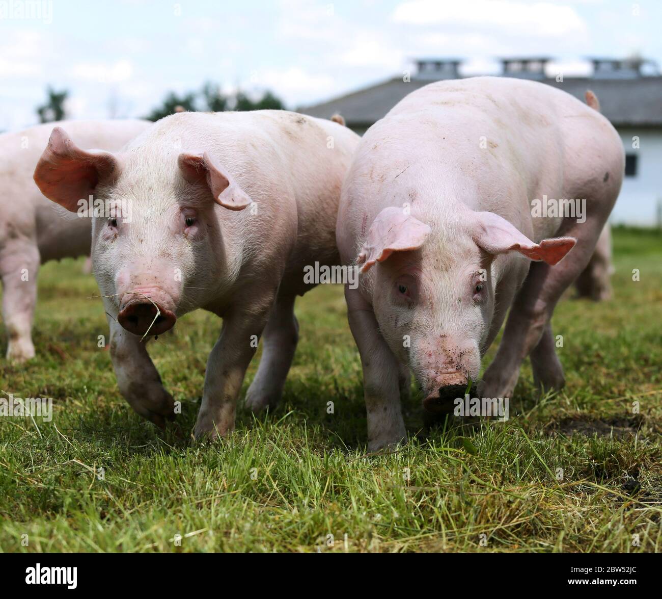 Pig farming raising and breeding of domestic pigs Stock Photo - Alamy