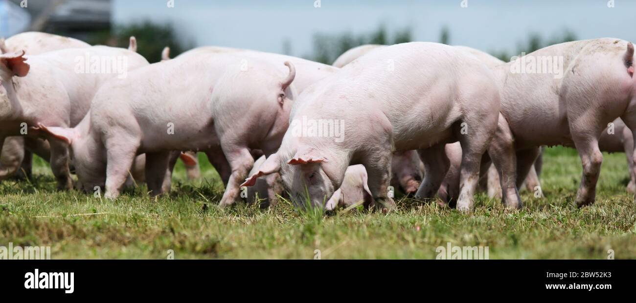 Pig farming raising and breeding of domestic pigs Stock Photo - Alamy