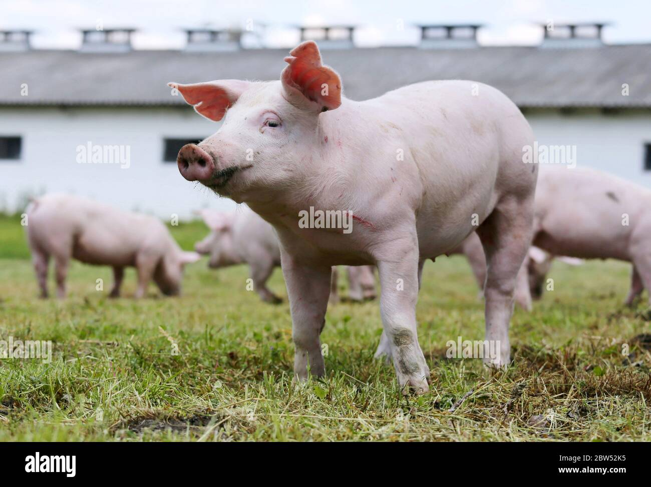 Pig farming raising and breeding of domestic pigs Stock Photo - Alamy