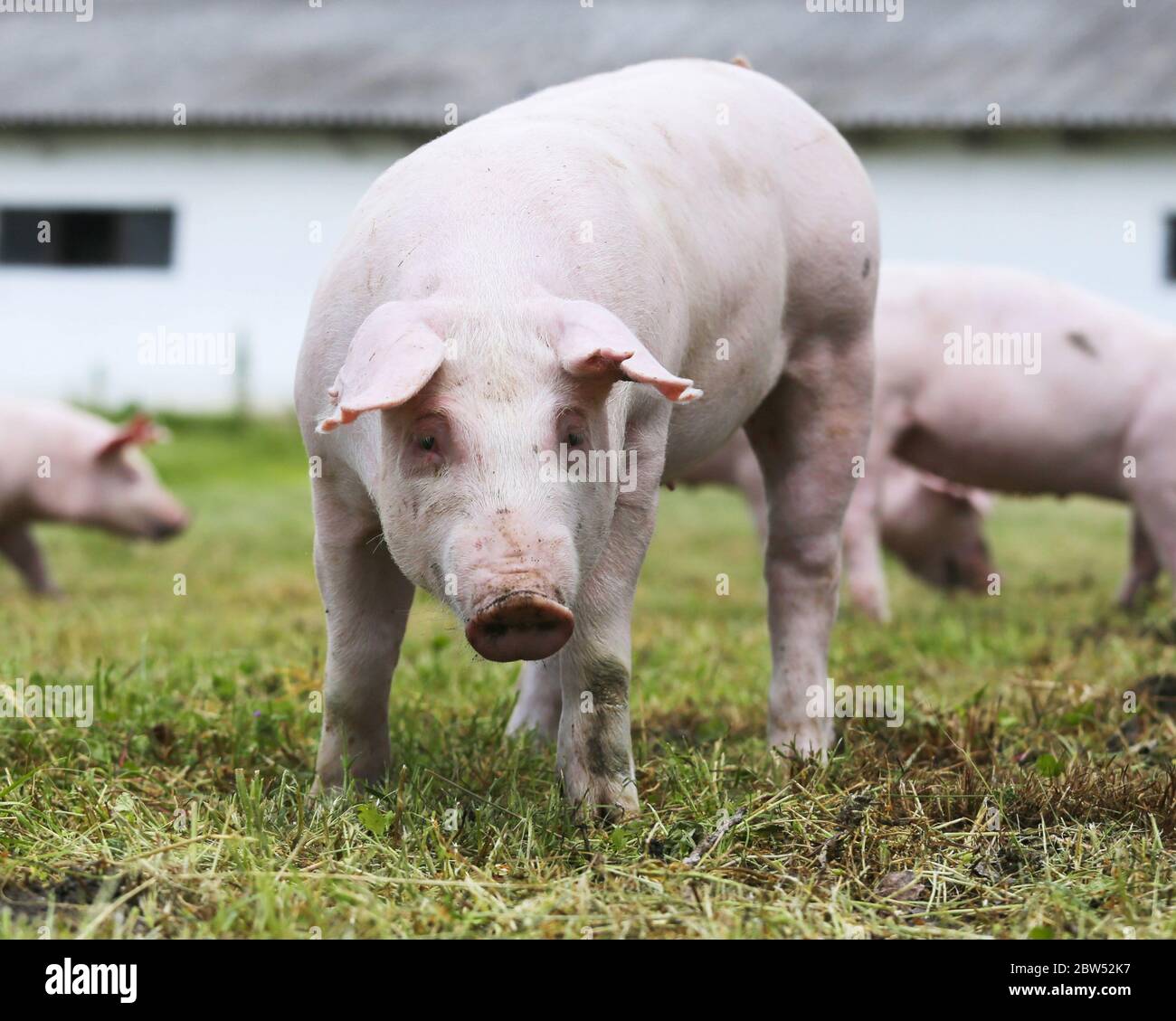 Pig farming raising and breeding of domestic pigs Stock Photo - Alamy