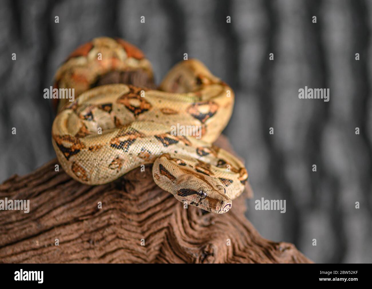snake resting on a branch Stock Photo - Alamy