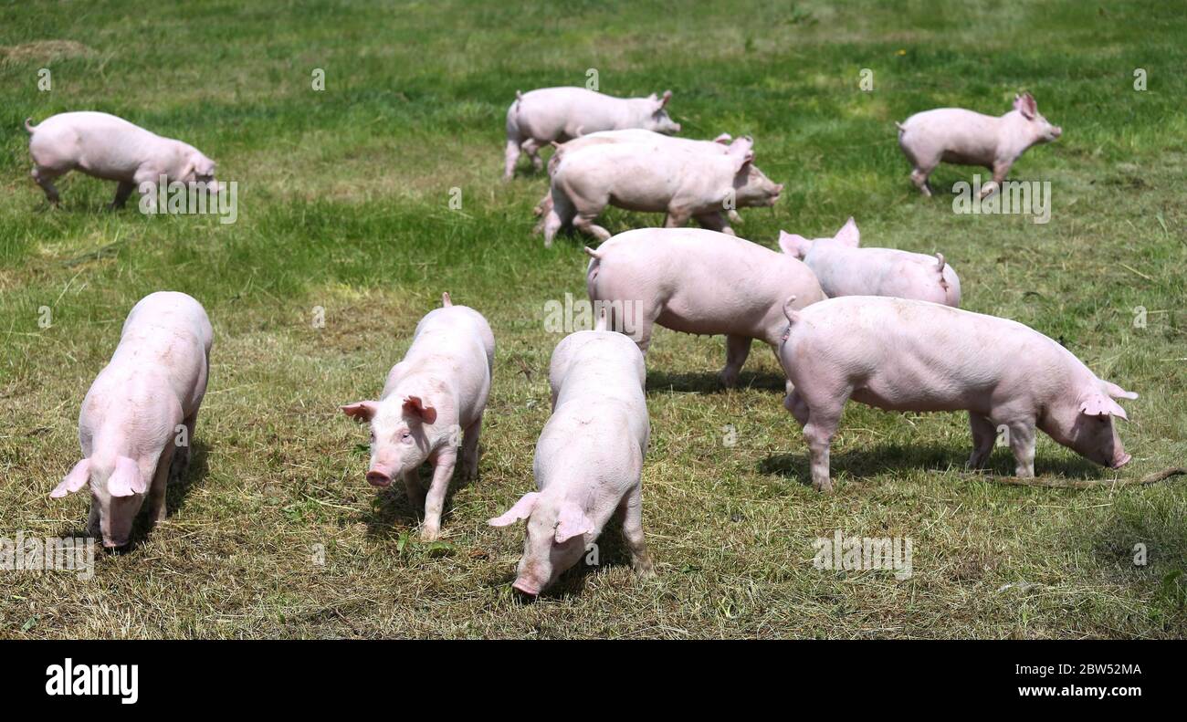 Pig farming raising and breeding of domestic pigs Stock Photo - Alamy