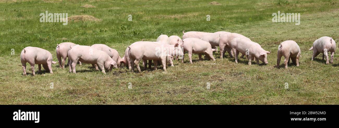 Breeding hog house hi-res stock photography and images - Alamy