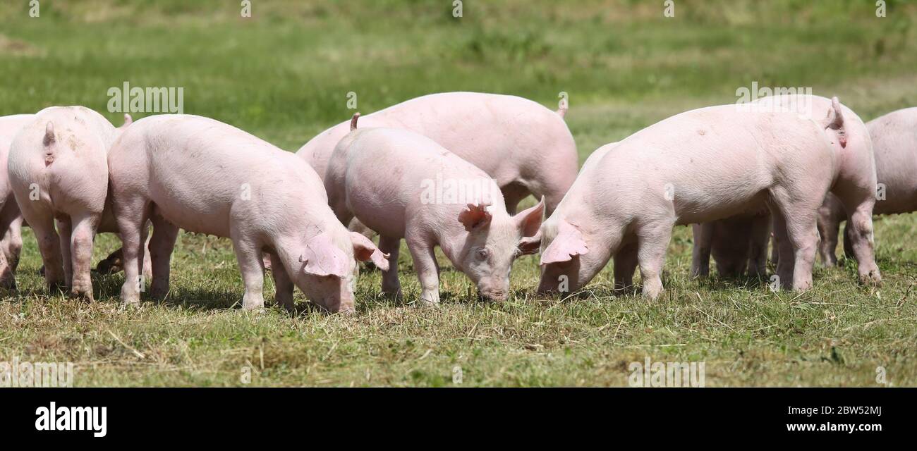 Pig farming raising and breeding of domestic pigs Stock Photo - Alamy