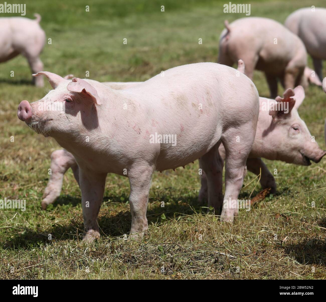 Pig farming raising and breeding of domestic pigs Stock Photo - Alamy
