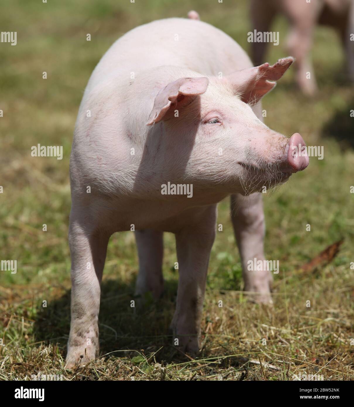 Pig farming raising and breeding of domestic pigs Stock Photo - Alamy