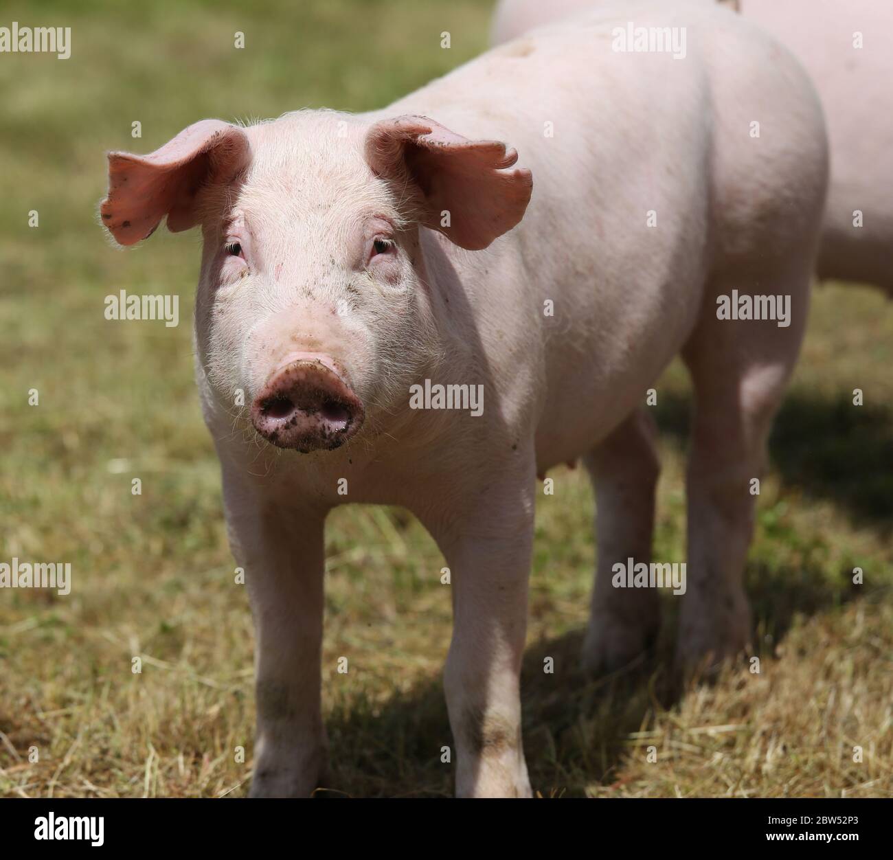 Pig farming raising and breeding of domestic pigs Stock Photo - Alamy
