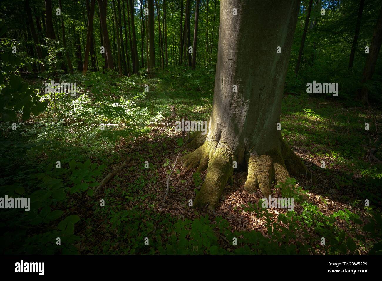 Giant Beech (Fagus) tree trunk and roots in light and shadow Stock ...