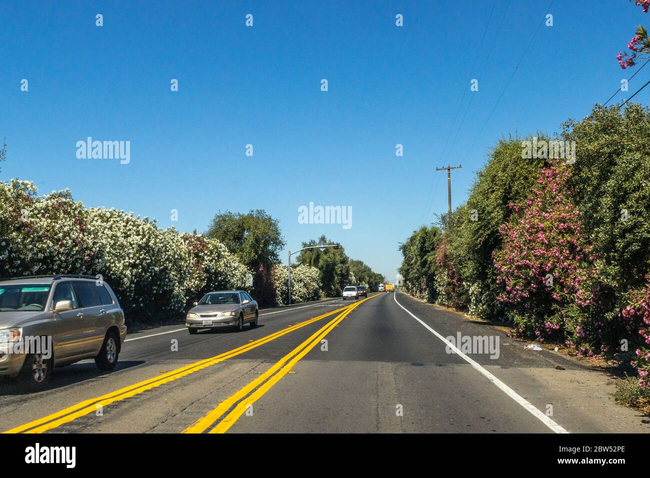 Highway 132 in Modesto California USA lined with Oleander bushes with ...
