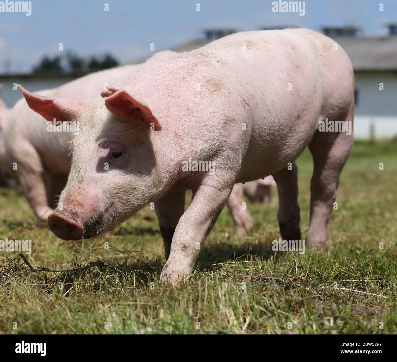 Pig farming raising and breeding of domestic pigs Stock Photo - Alamy