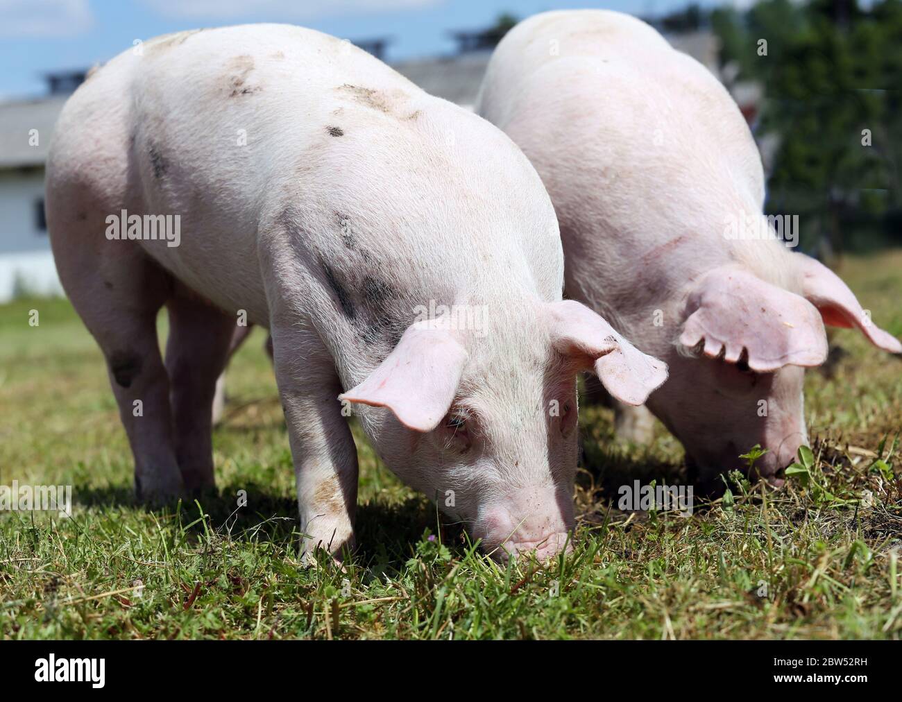 Pig farming raising and breeding of domestic pigs Stock Photo - Alamy