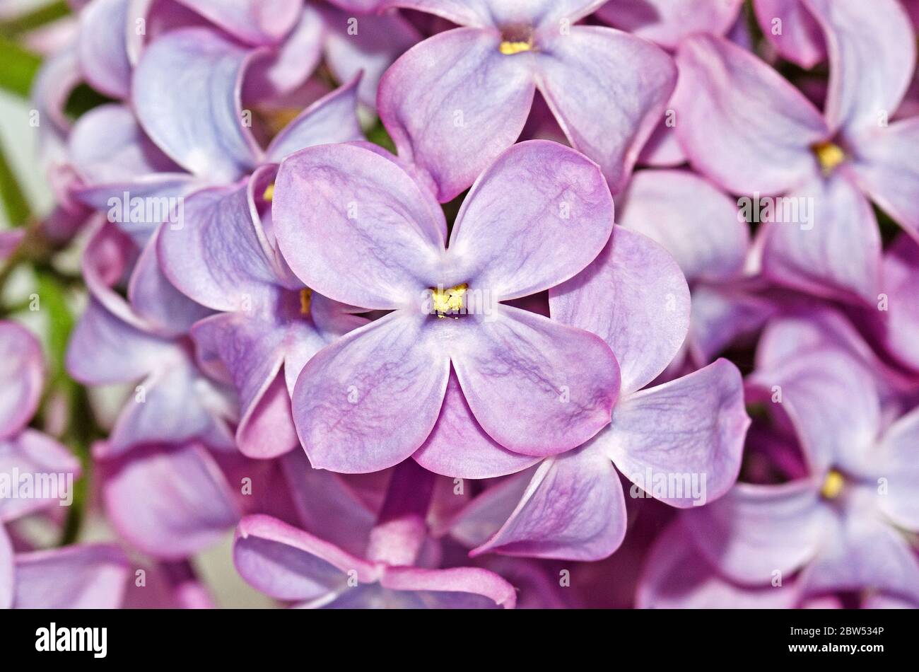 Macro photo of the flowers of heirloom lilac shrub (Syringa vulgaris ...