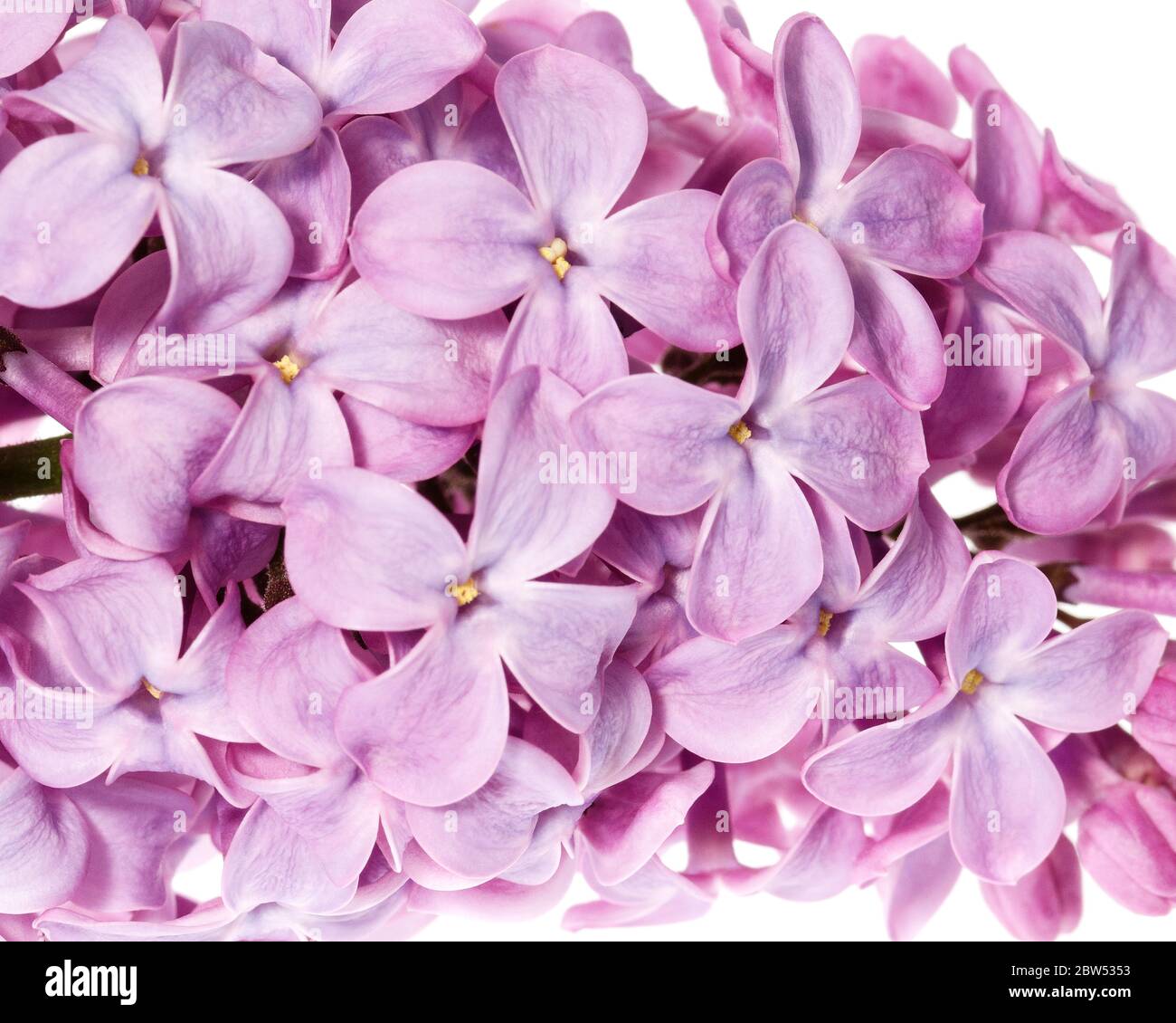 Macro photo of the flowers of heirloom lilac shrub (Syringa vulgaris ...