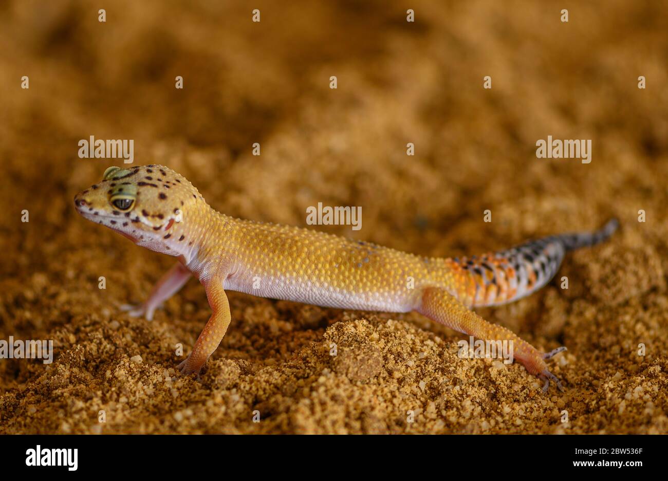 Leopard geckos hi-res stock photography and images - Alamy
