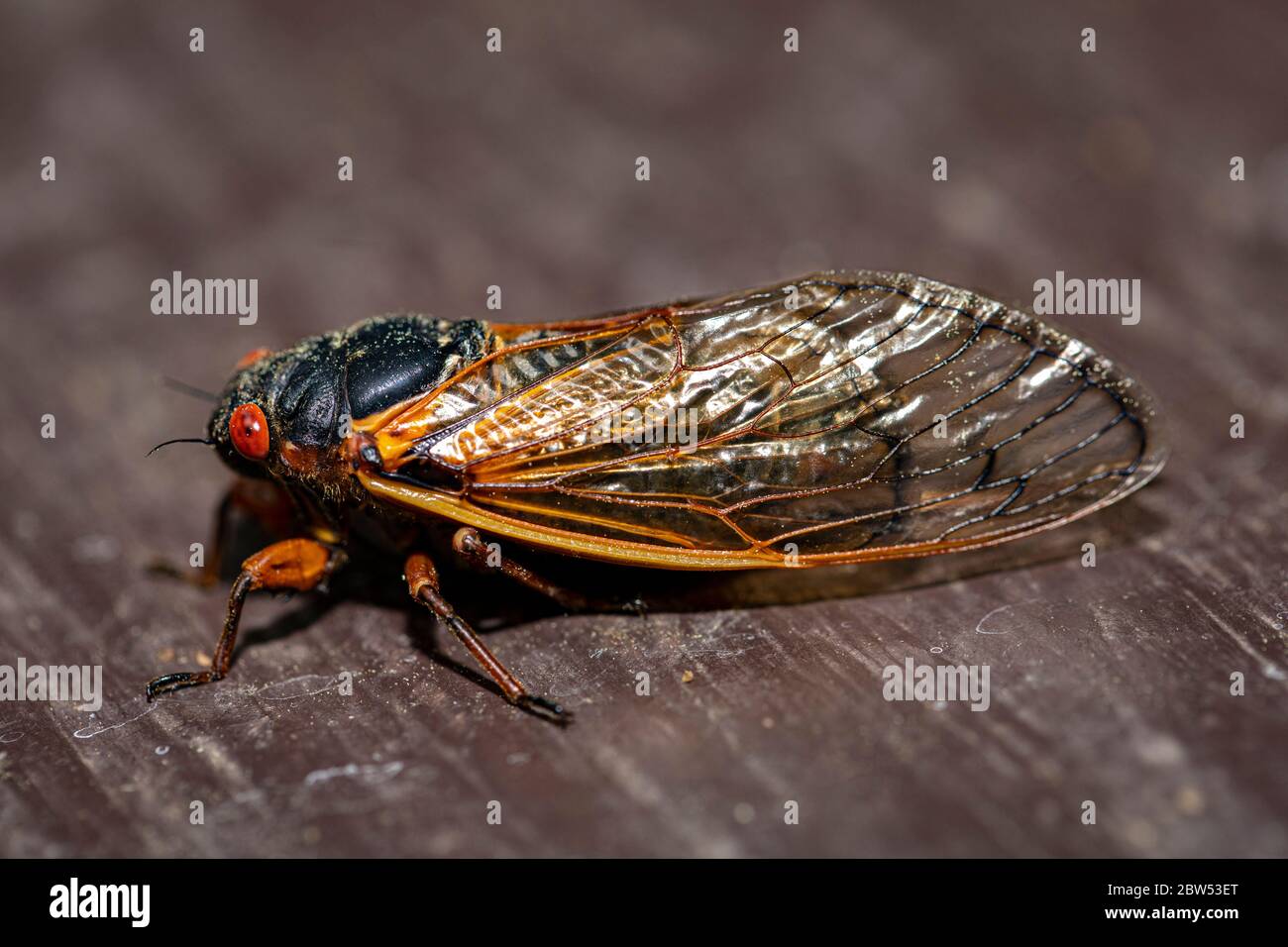 Side view of Brood IX 17 year cicada, highlighting translucent wing ...
