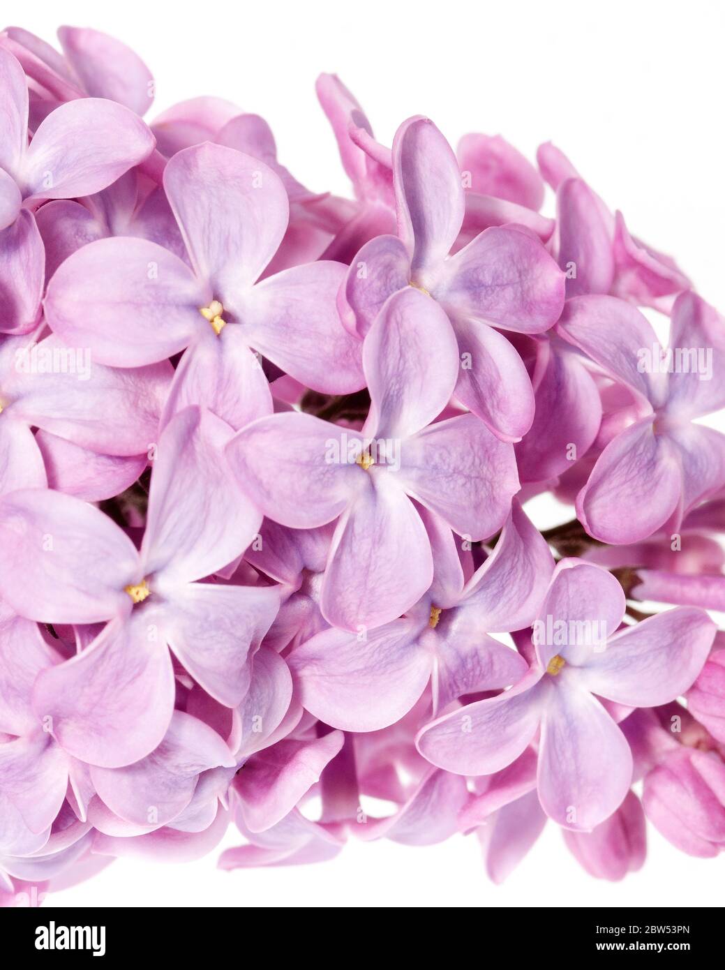 Macro photo of the flowers of heirloom lilac shrub (Syringa vulgaris ...