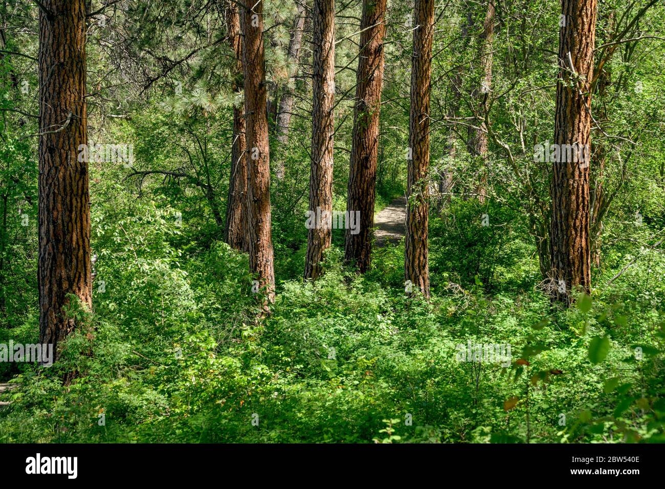 Ponderosa Pine forest, Kalamalka Lake Provincial Park, Vernon, British ...