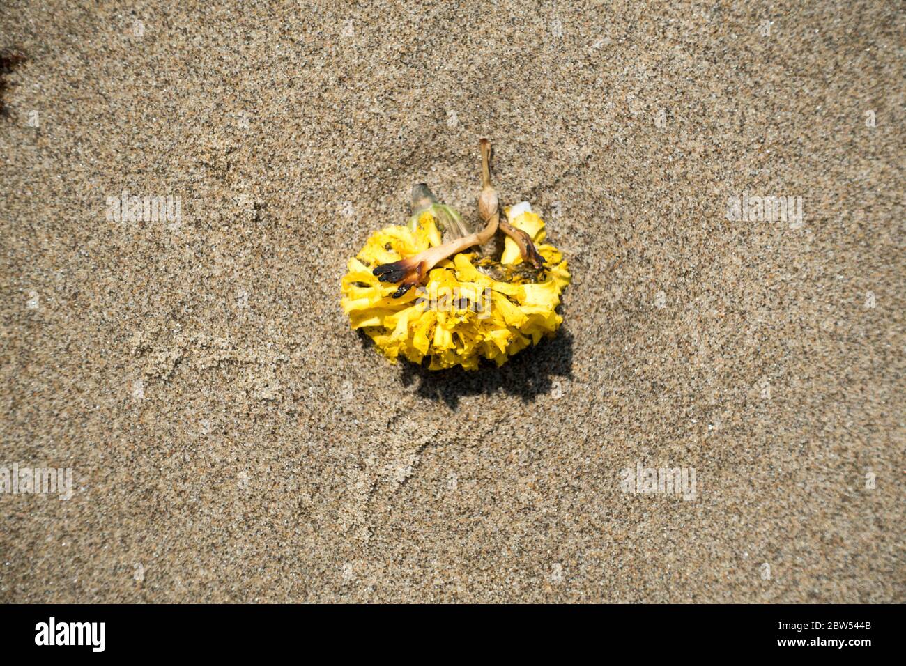 Marigold On The Beach High Resolution Stock Photography and Images - Alamy