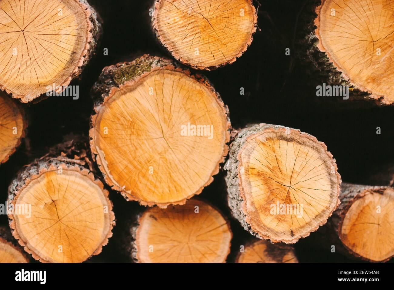 Closeup of abstract wooden background. Fresh cut pine logs at wood ...