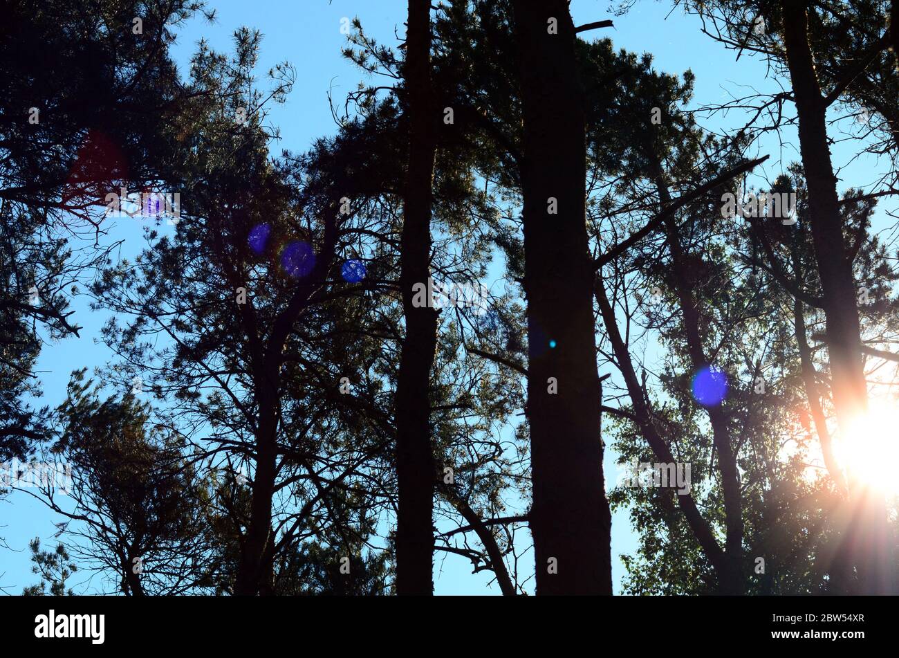 Tree canopy uk hi-res stock photography and images - Alamy