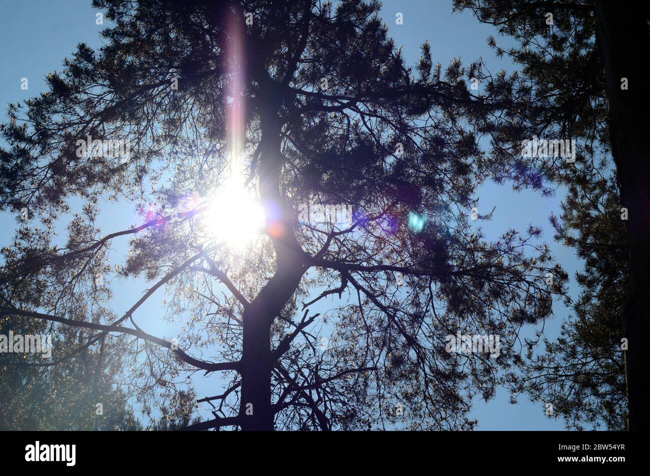Dappled sunlight through tree canopy, UK deciduous woodland Stock Photo ...