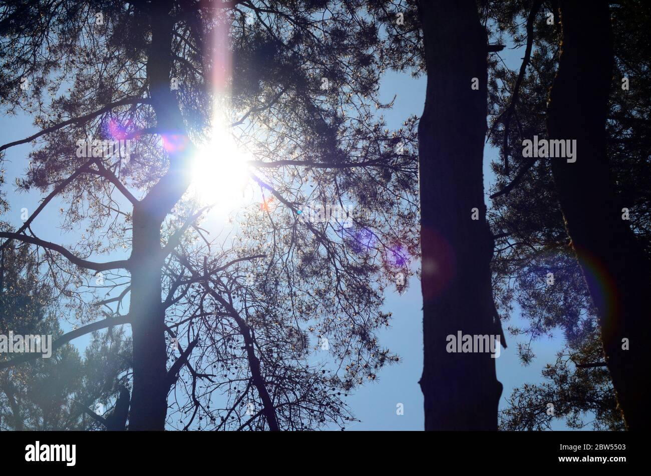 Dappled sunlight through tree canopy, UK deciduous woodland Stock Photo ...