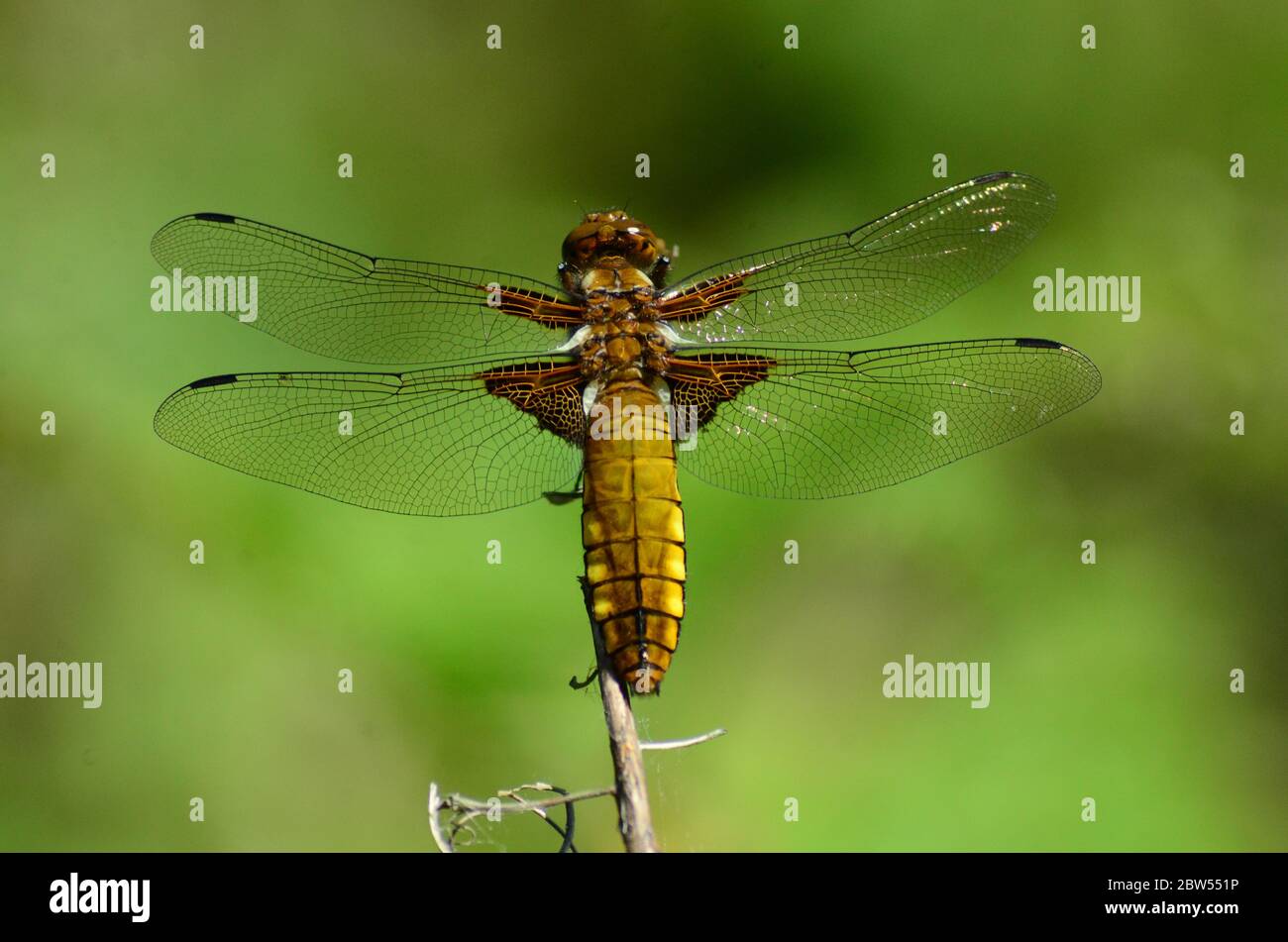 Broad bodied chaser Dragonfly, large bright yellow, resting on tip of ...