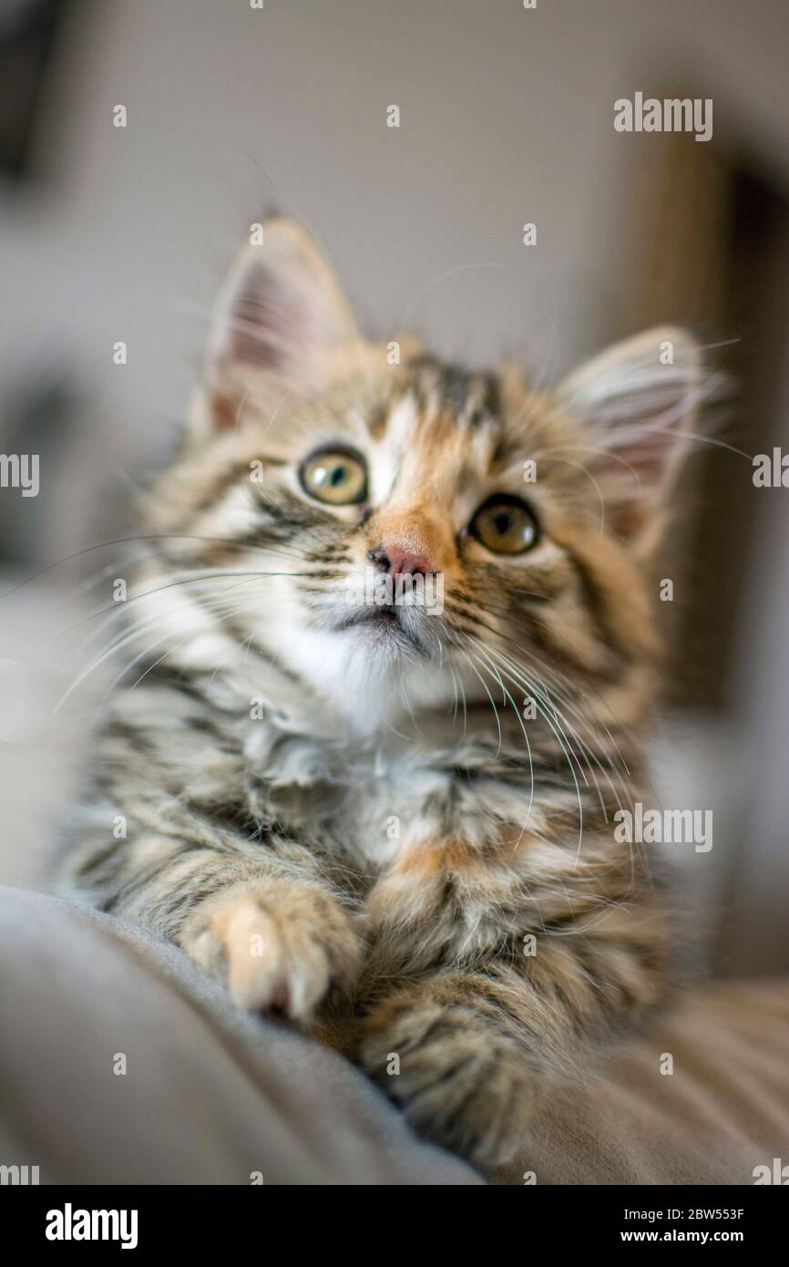 Animal portrait cat curiosity hi-res stock photography and images - Alamy