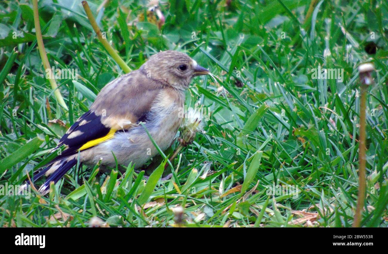 Baby goldfinch hi-res stock photography and images - Alamy