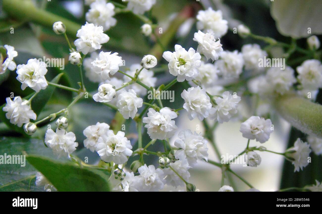 Common Gypsophila / Baby's breath flowers. Gypsophila paniculata Stock ...