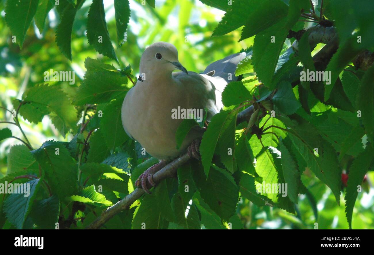 Eurasian Collared Dove sat in tree in dappled sunlight Stock Photo - Alamy