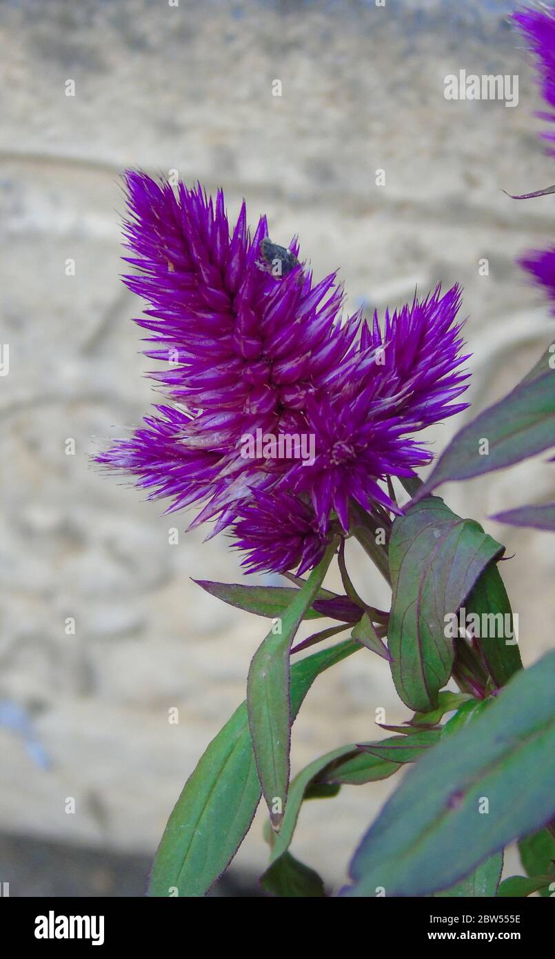 Purple Plumed Cockscomb Celosia flower against stone background Stock ...