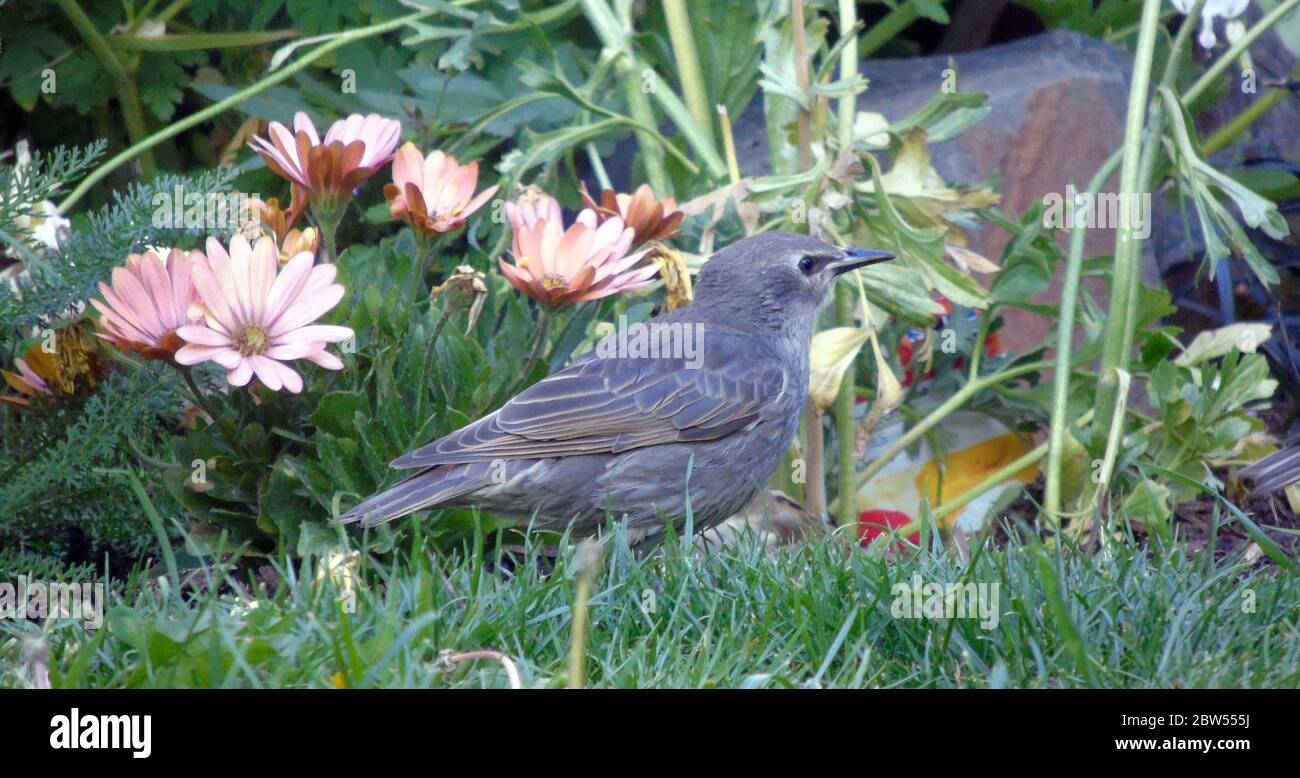 Young Starling Sternus vulgaris bird on grass and flowers,uk Stock ...