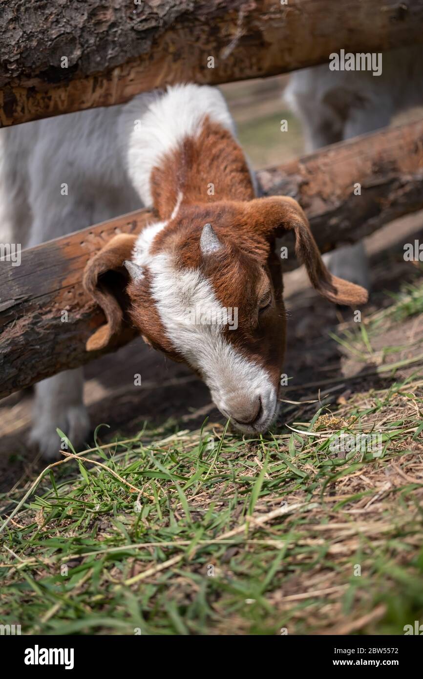 Goat eating grass hi-res stock photography and images - Alamy
