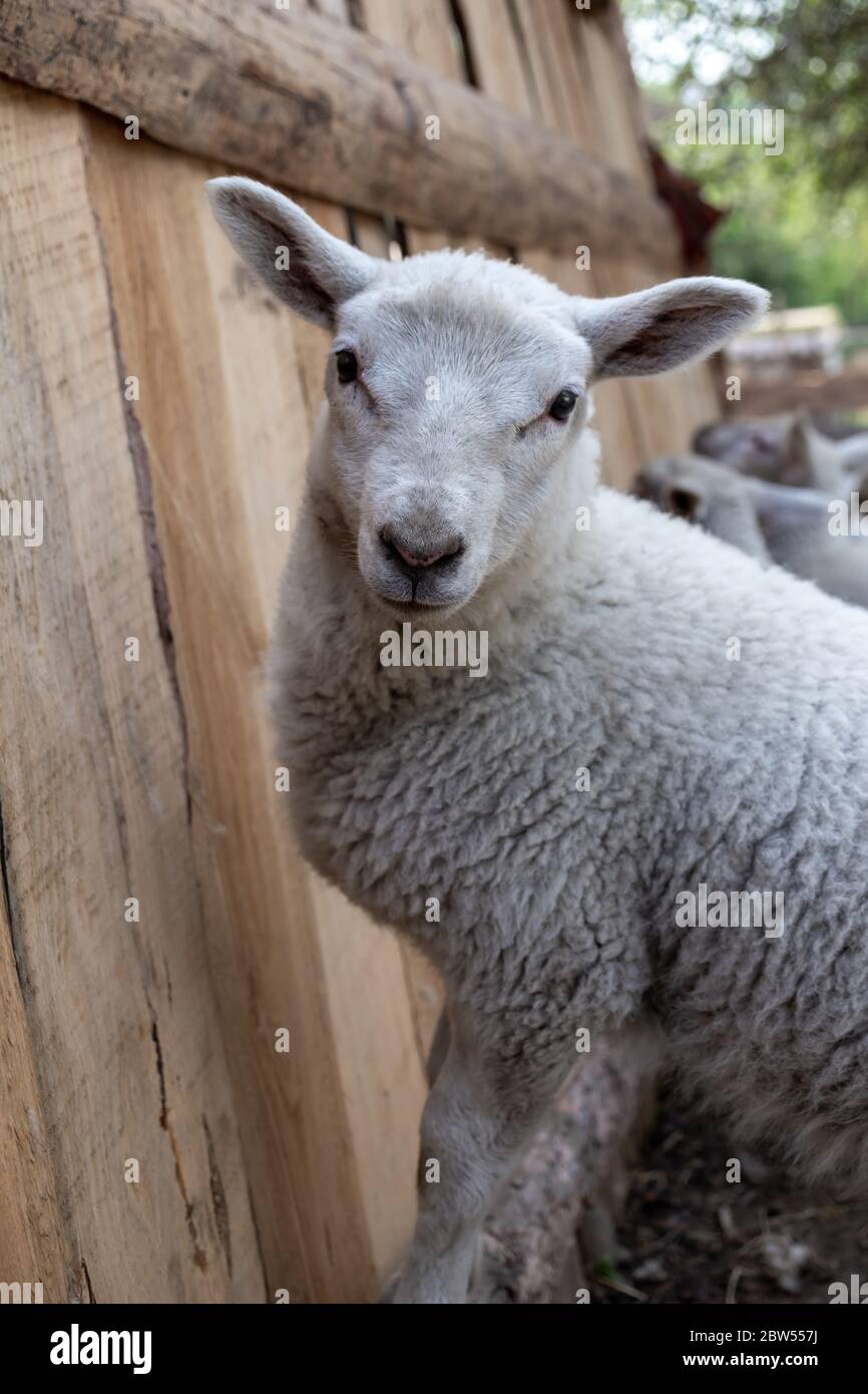 Sheep looking at the camera Stock Photo - Alamy
