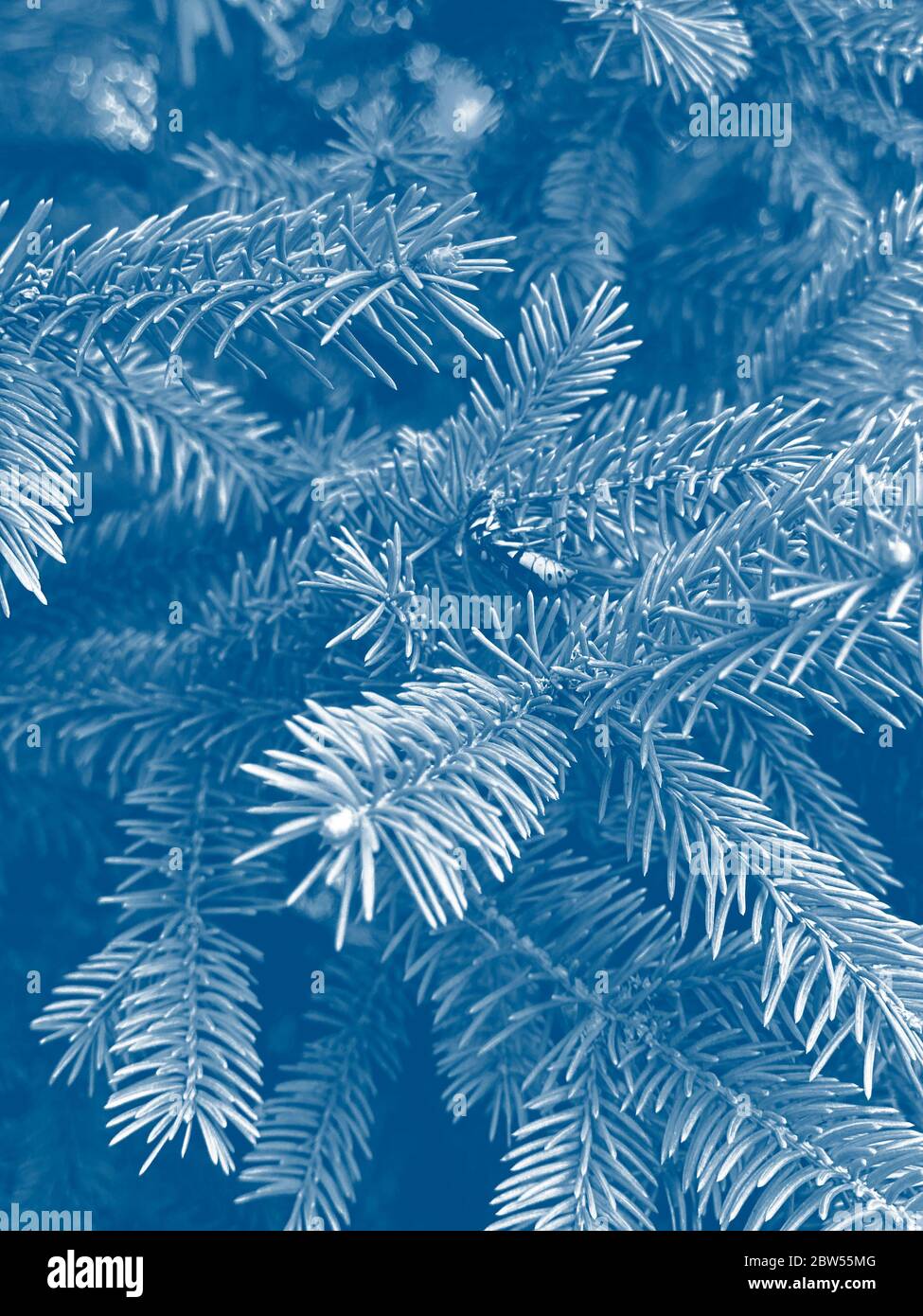 Close up of a wasp sitting in a pine tree, springtime. Blue tonned ...