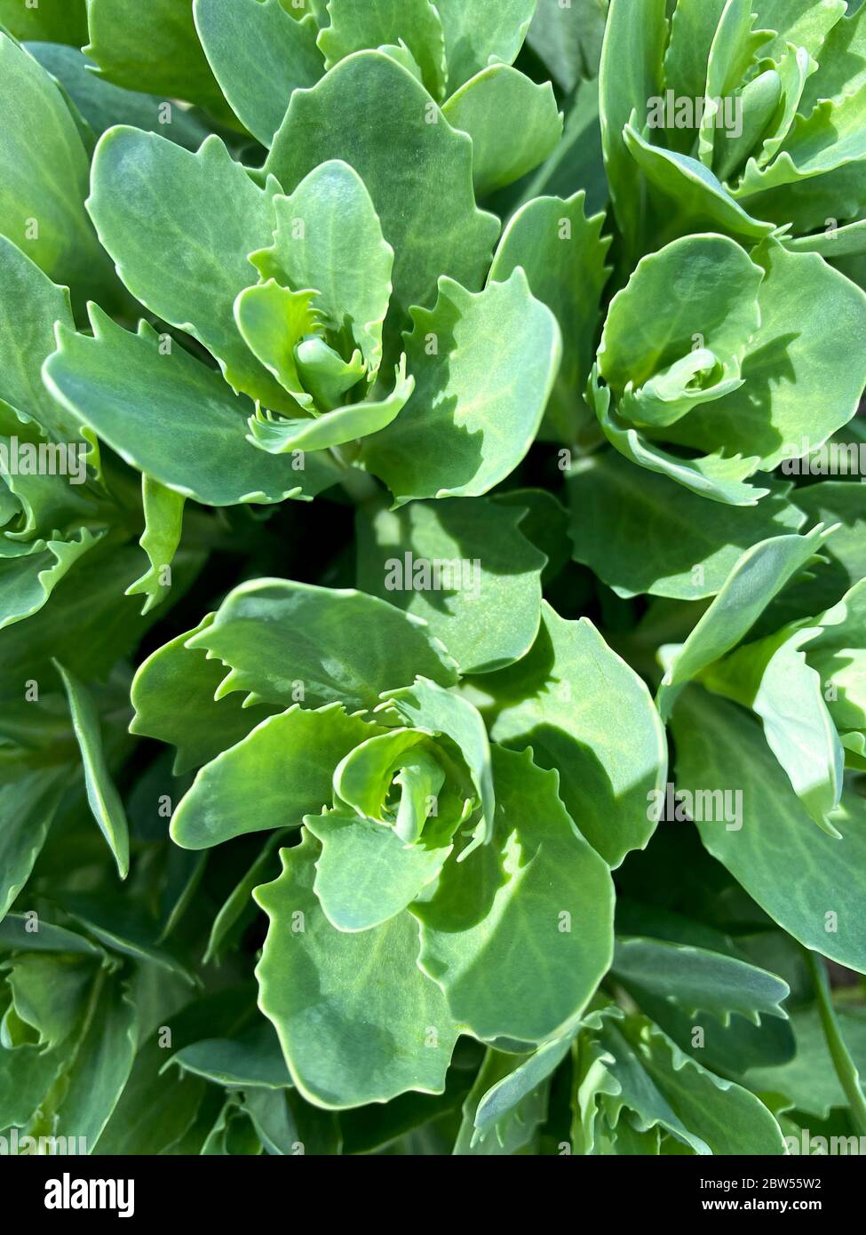 Sedum rosetta hi-res stock photography and images - Alamy