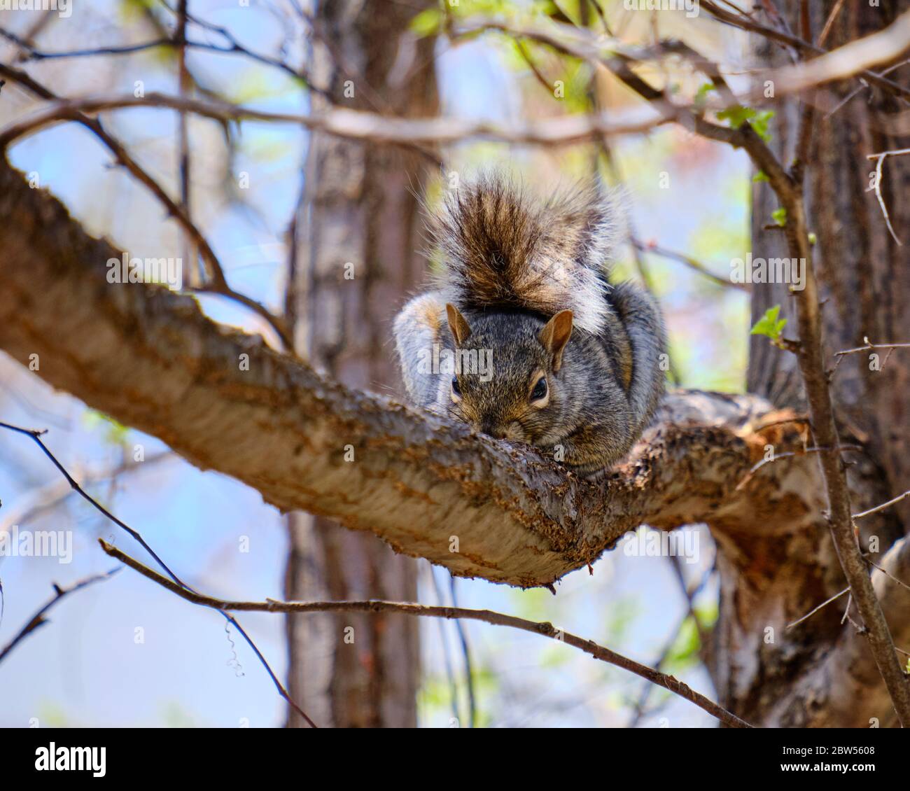 Eastern gray squirrel lying on a branch staring at the camera ...
