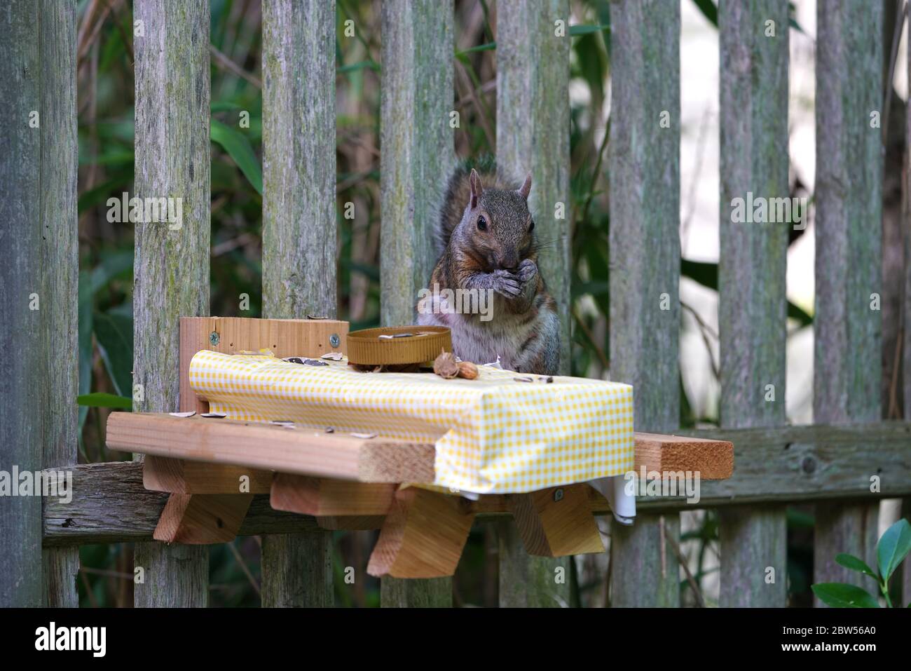 A gray squirrel eating at a backyard wooden picnic table for squirrels ...