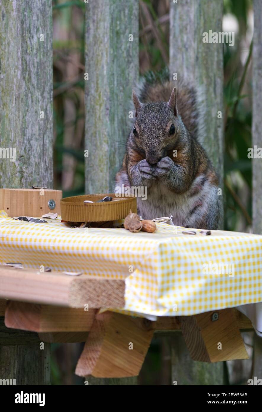 A gray squirrel eating at a backyard wooden picnic table for squirrels ...
