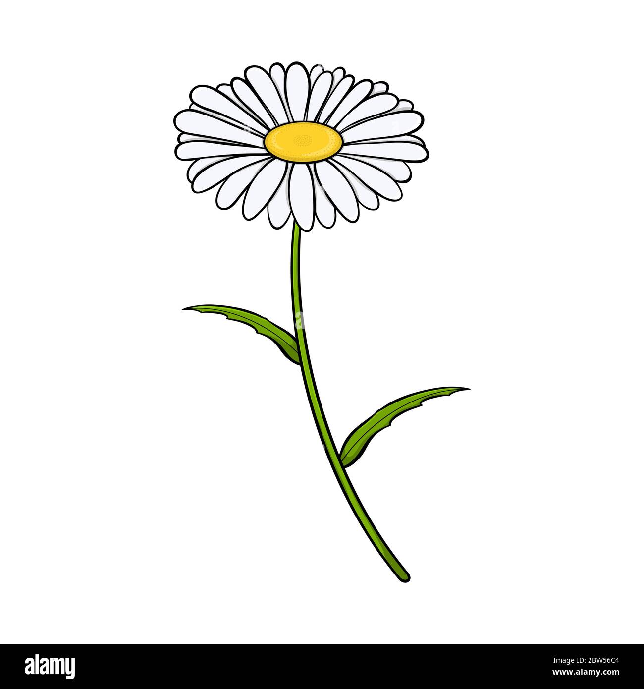 Chamomile flower. Isolated on white background. Vector illustration ...