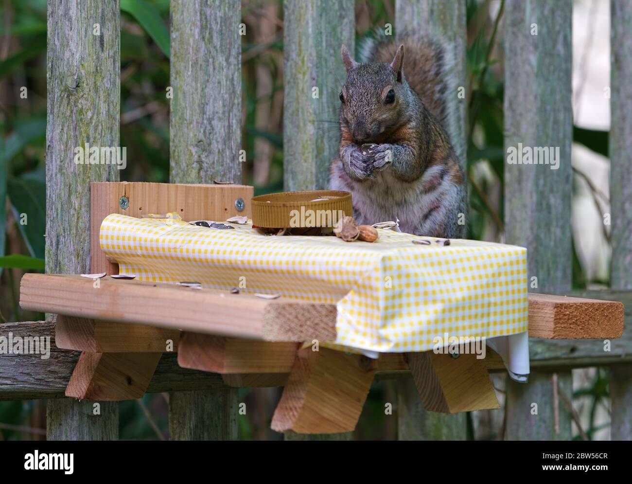 A gray squirrel eating at a backyard wooden picnic table for squirrels ...