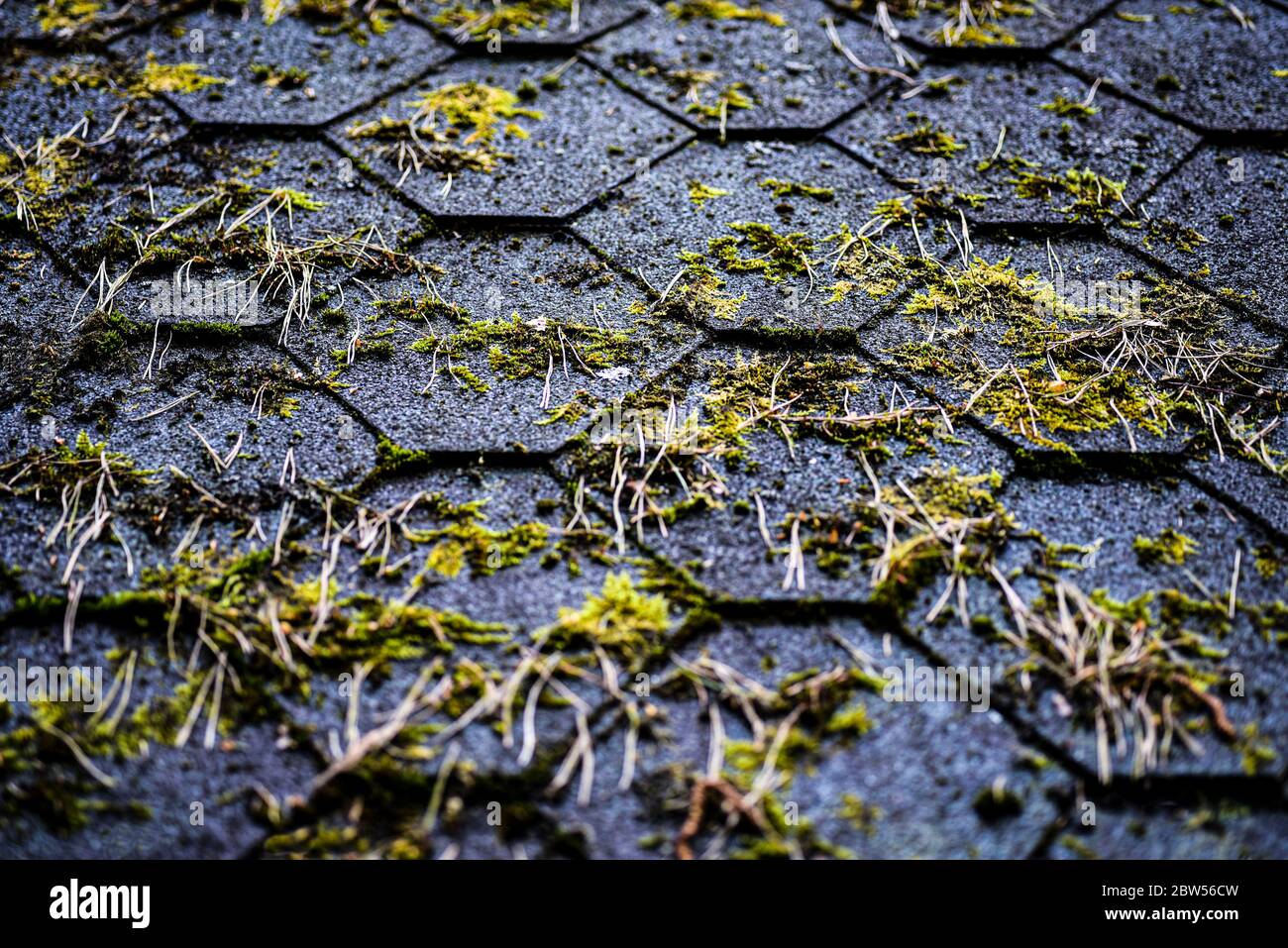 Cover of moss hi-res stock photography and images - Alamy
