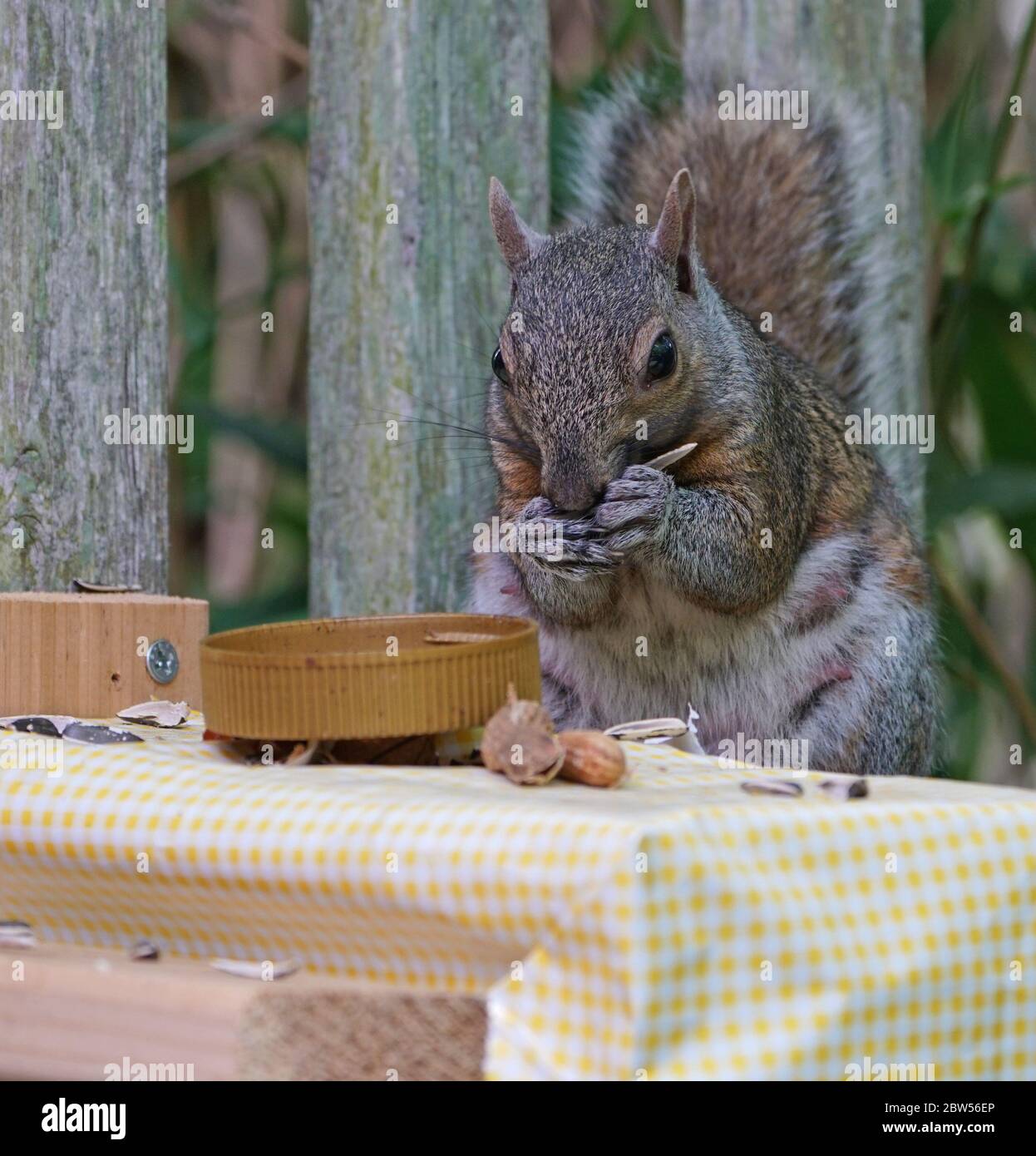 Picnic table bird feeder hi-res stock photography and images - Alamy