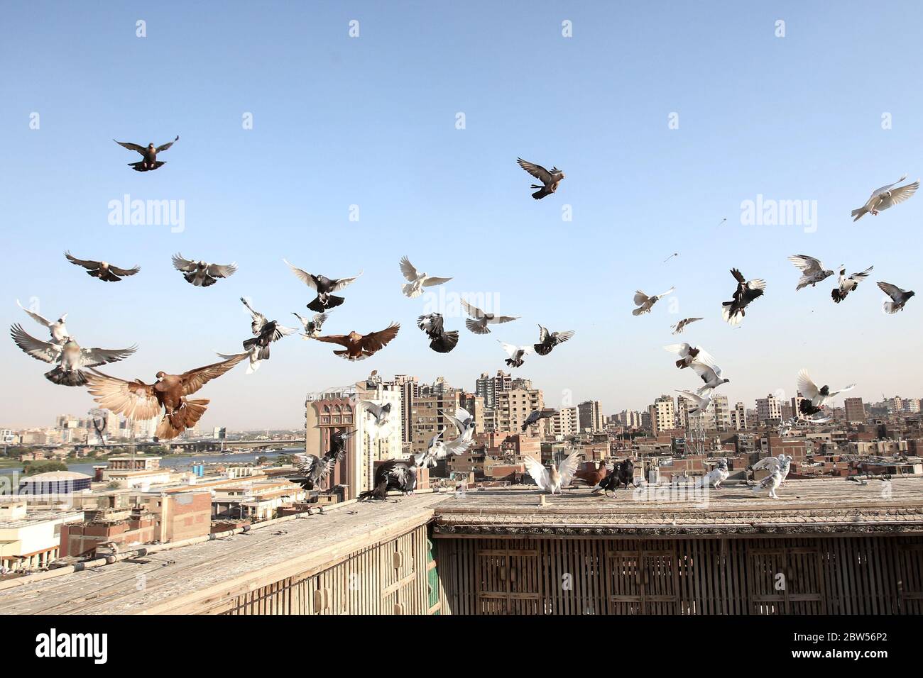 Giza, Egypt. 29th May, 2020. A group of pigeons flies over a house ...