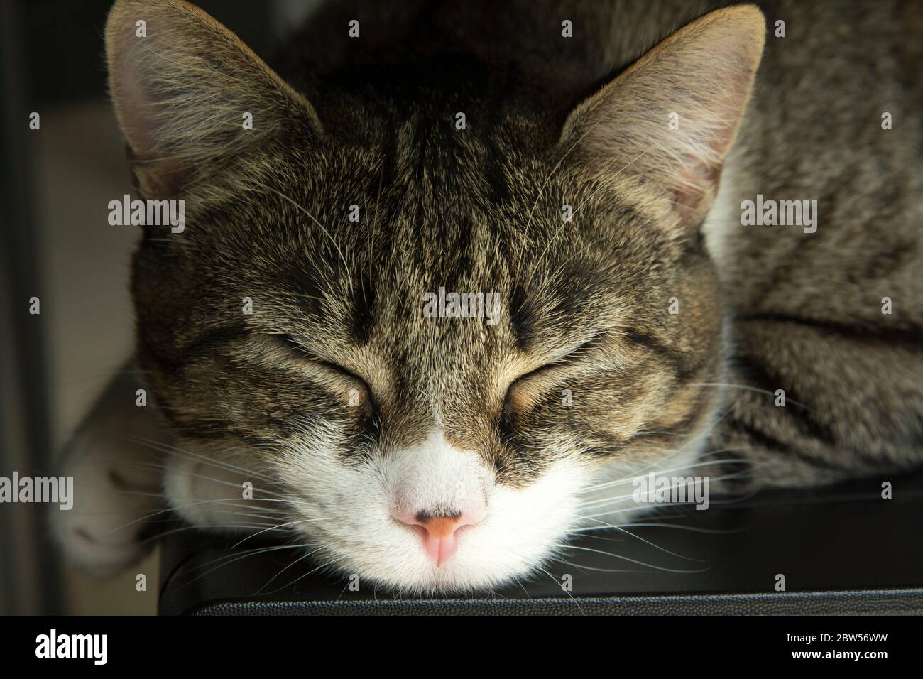Portrait of cat relaxing Stock Photo - Alamy