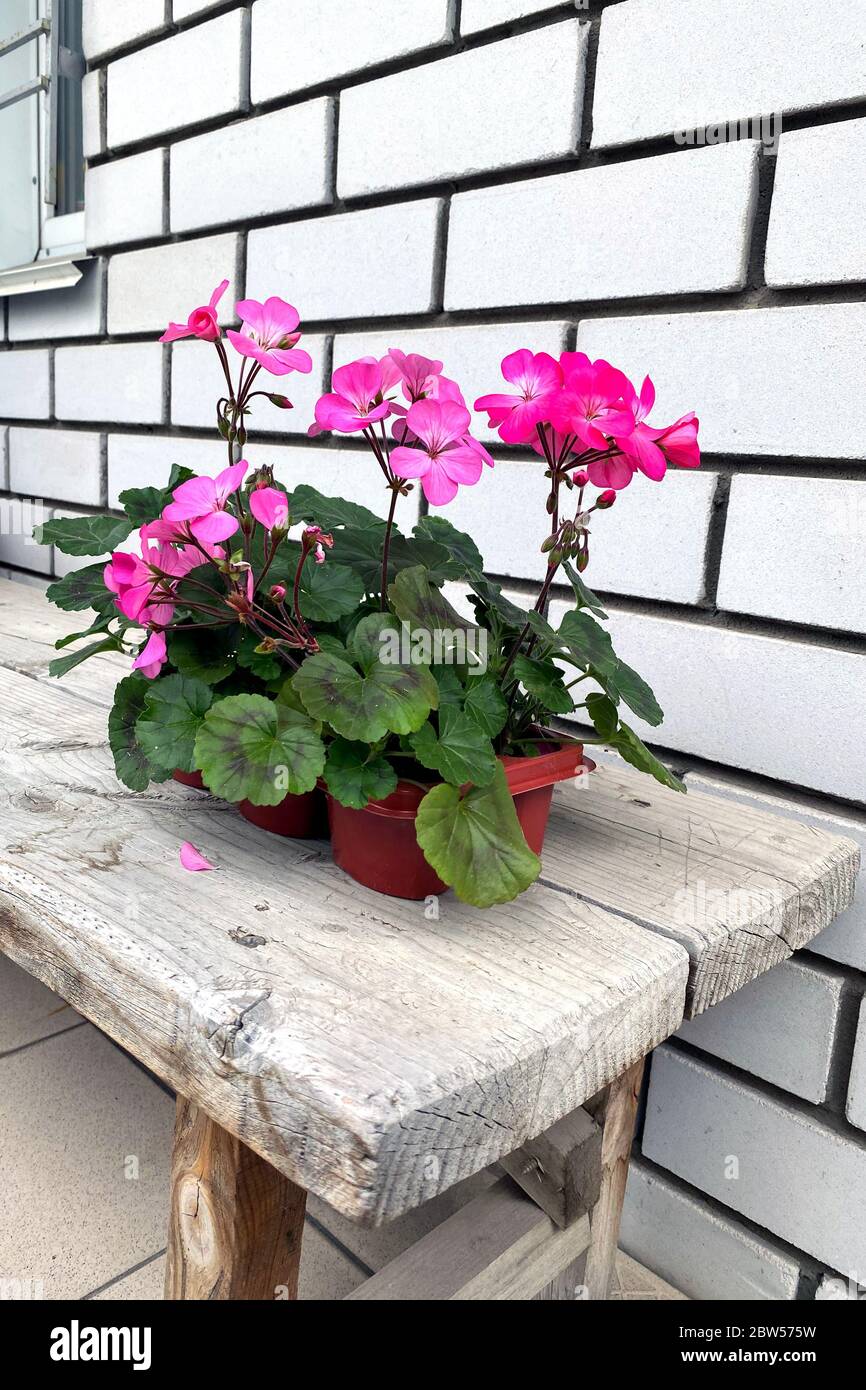 Pink geranium flowers. Sunlight. Beautiful little flower of Geranium ...