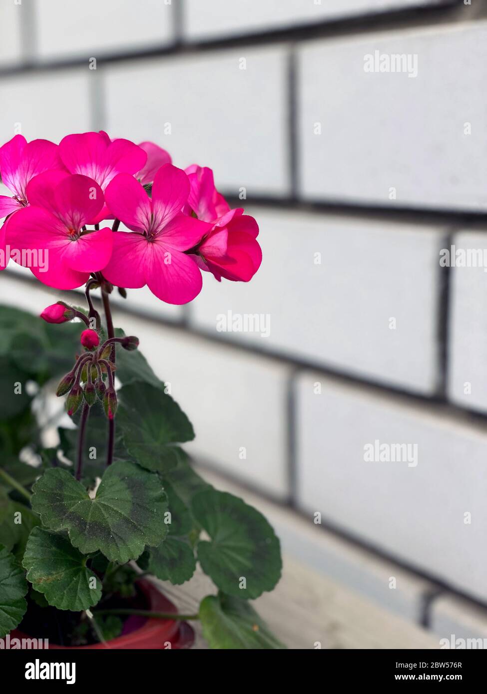 Pink geranium flowers. Sunlight. Beautiful little flower of Geranium ...